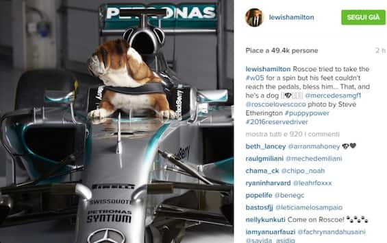Che pilota di razza, un cane sulla Mercedes di Hamilton | Sky Sport
